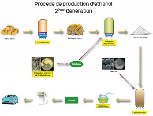 Quel avenir pour les biocarburants